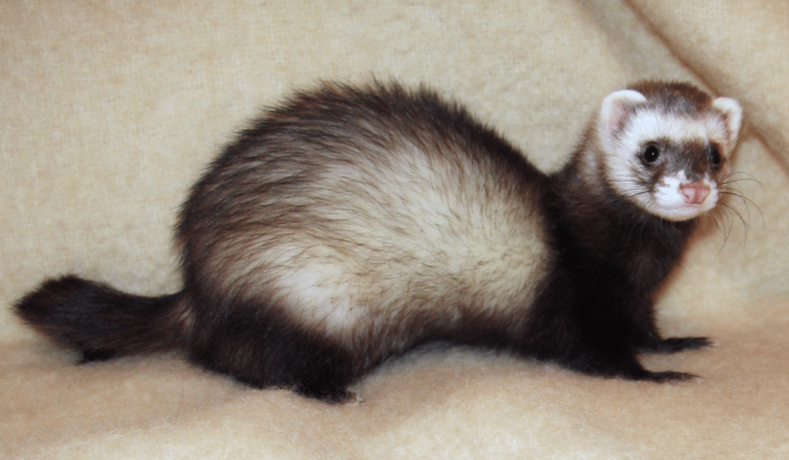 Types Of Ferrets (#10 Is Absolutely Gorgeous)